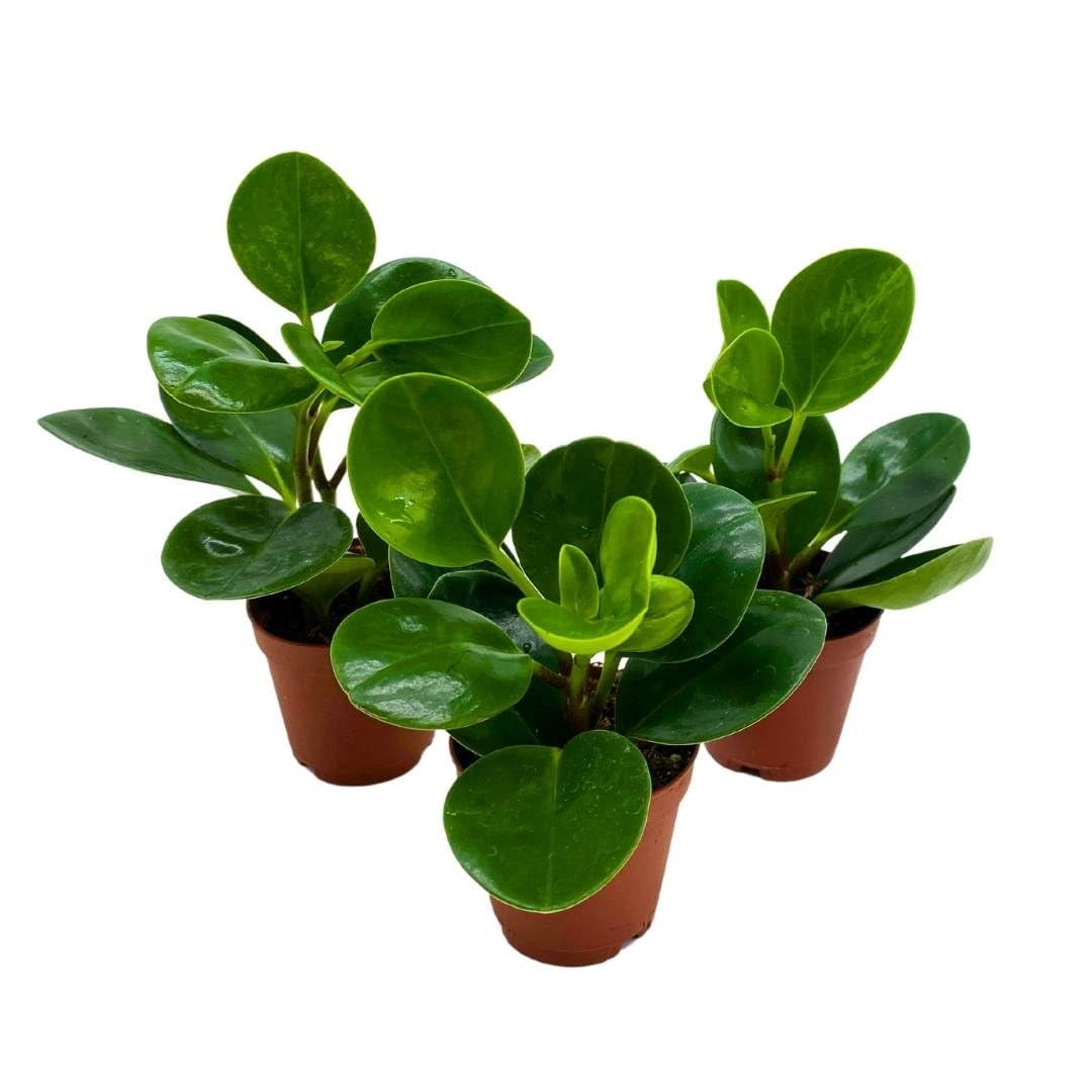 BubbleBlooms Peperomia Obtusifolia Green Marble Plant Set of 3 in 2 ...