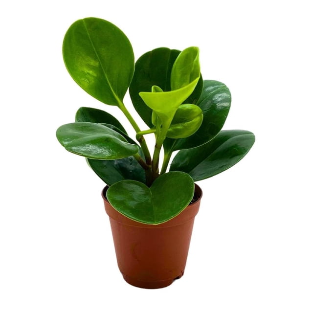 BubbleBlooms Peperomia Obtusifolia Green Marble Plant in a 2 inch Pot ...