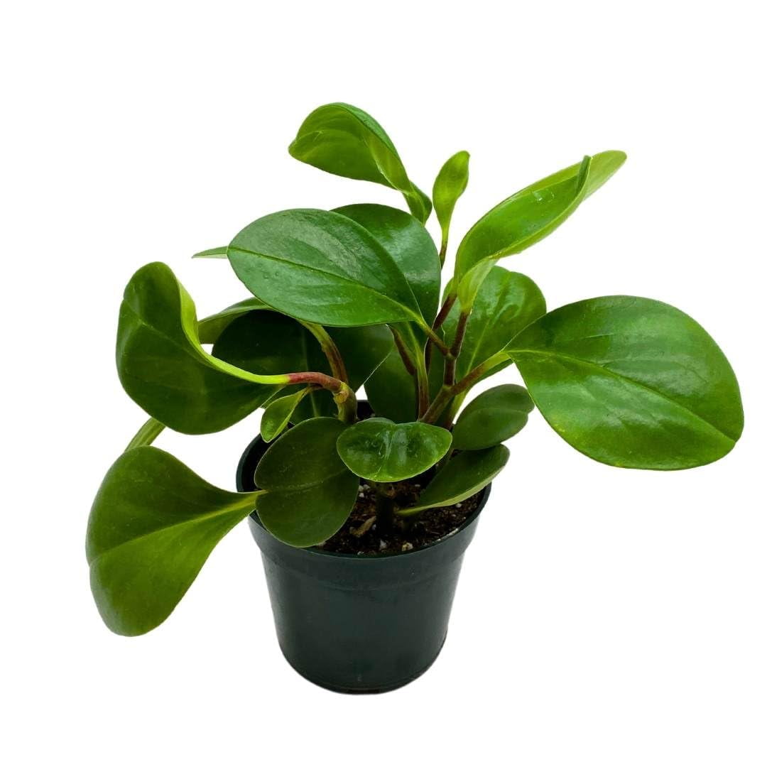 BubbleBlooms Peperomia Obtusifolia Green Marble Plant in a 4 inch Pot ...