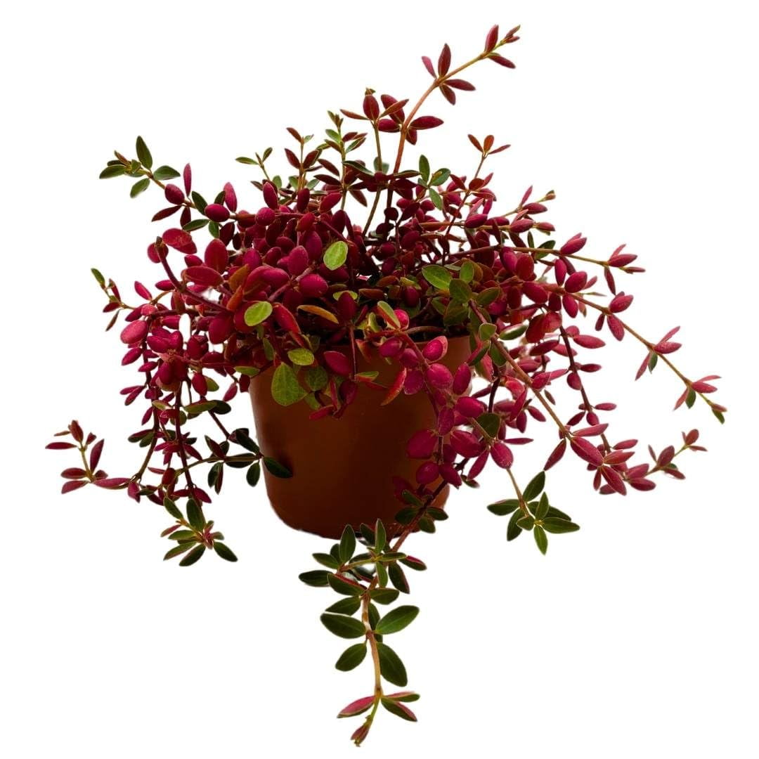 BubbleBlooms Peperomia Ruby Cascade 4 inch - Walmart.com