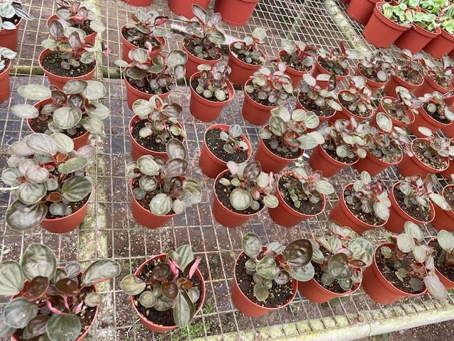 BubbleBlooms Peperomia Rugosa Wholesale Bulk Plants 4 inch 15-Pack ...