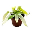 BubbleBlooms Philodendron Florida Ghost Variegated Rare in a 4 inch Pot ...