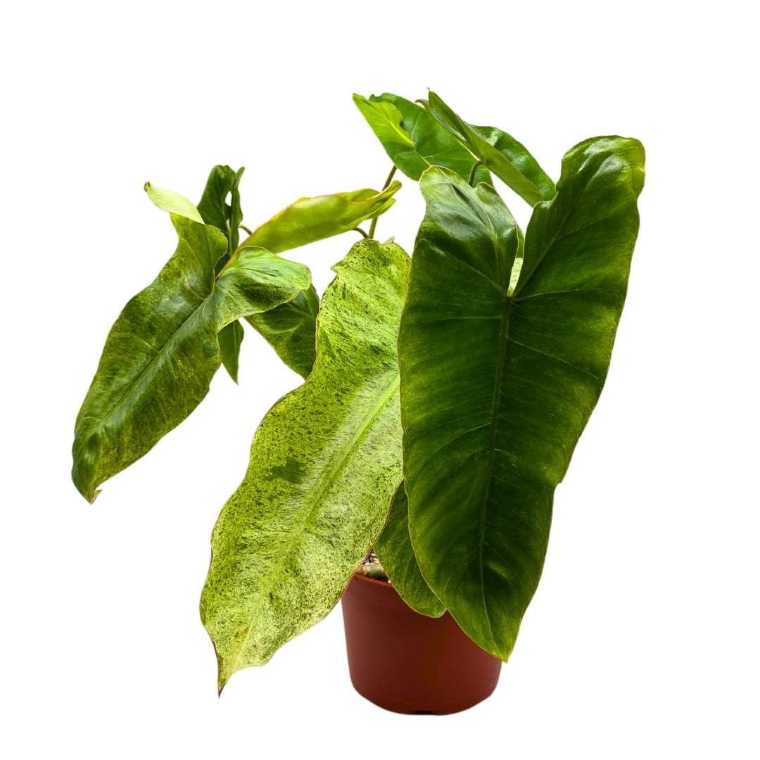 BubbleBlooms Philodendron Paraiso Verde in a 6 inch Pot Green Paradise ...