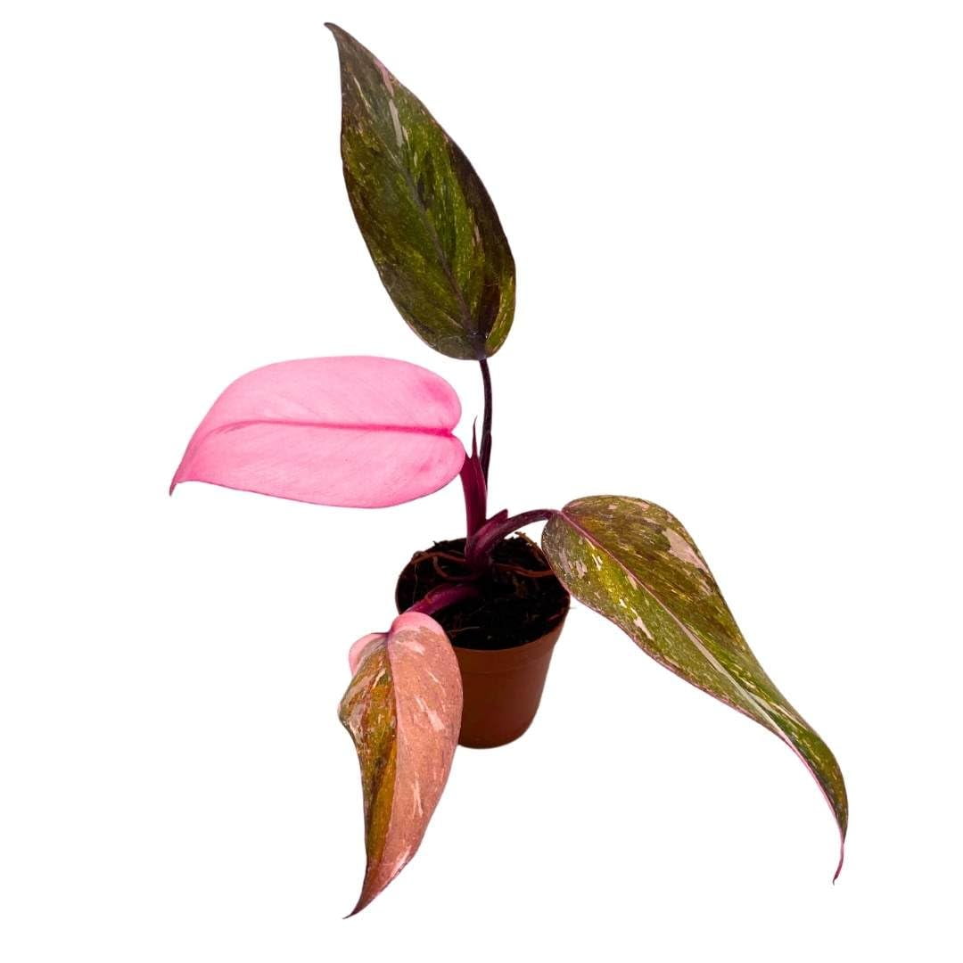 Walmart Pink Princess Philodendron