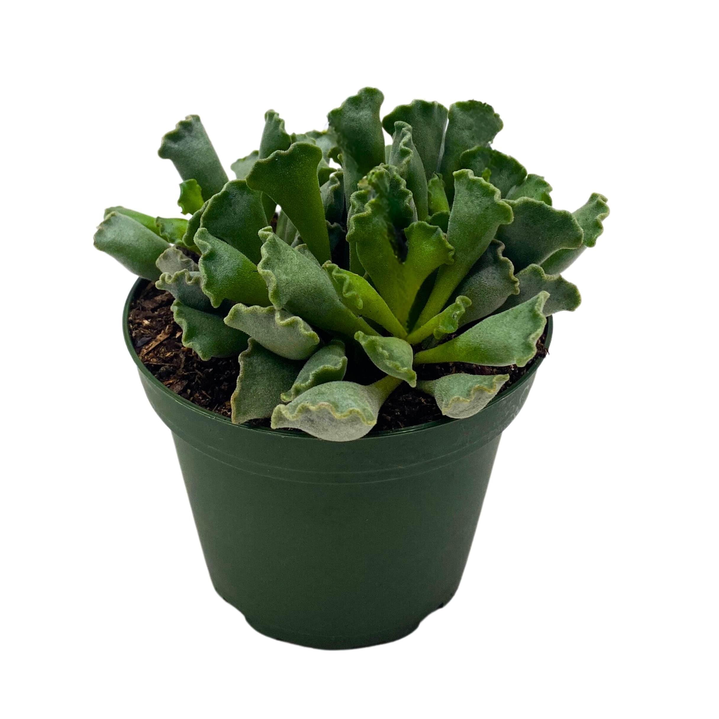 BubbleBlooms Pie Crust Succulent, Key Lime Pie Crinkle Leaf Plant, 4 ...
