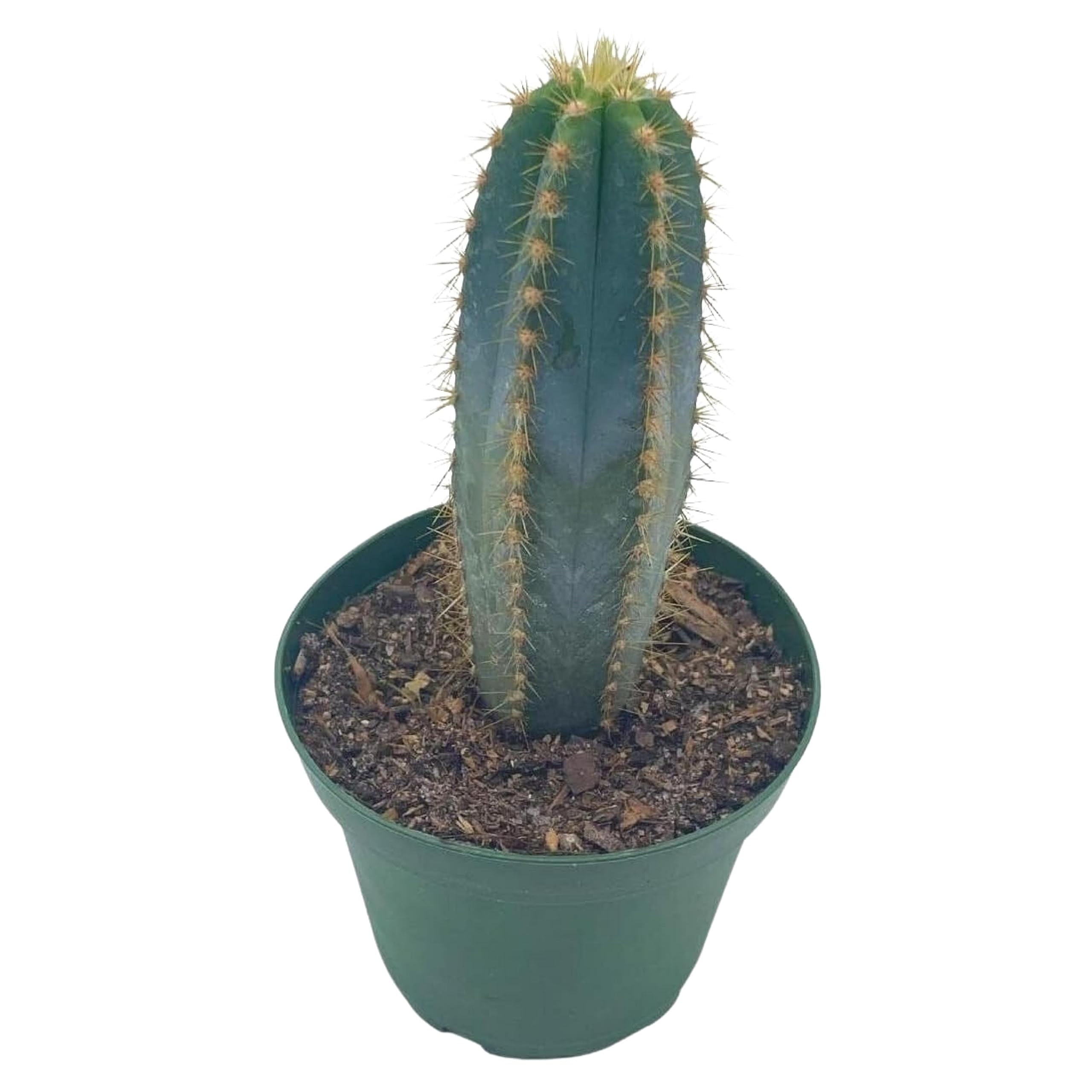 BubbleBlooms Pilosocereus Pachycladus Cacti, Blue Columnar Cactus- 4 ...