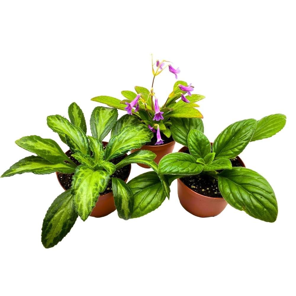 BubbleBlooms Primulina Assortment, Set of 3 Gesneriad Flowering Indoor ...
