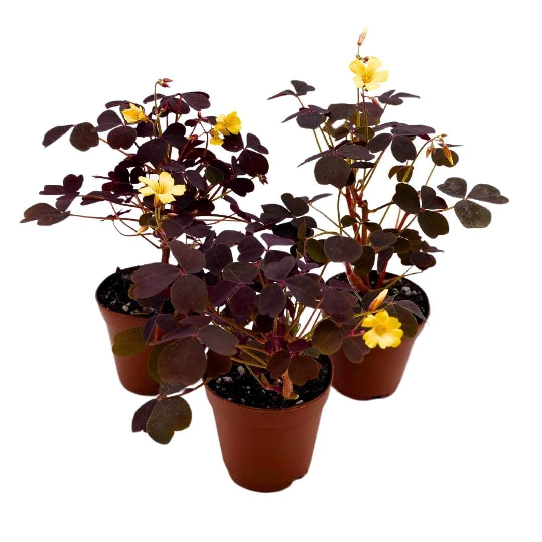 BubbleBlooms Purple Shamrock Oxalis Triangularis Set of 3 in 2 inch ...