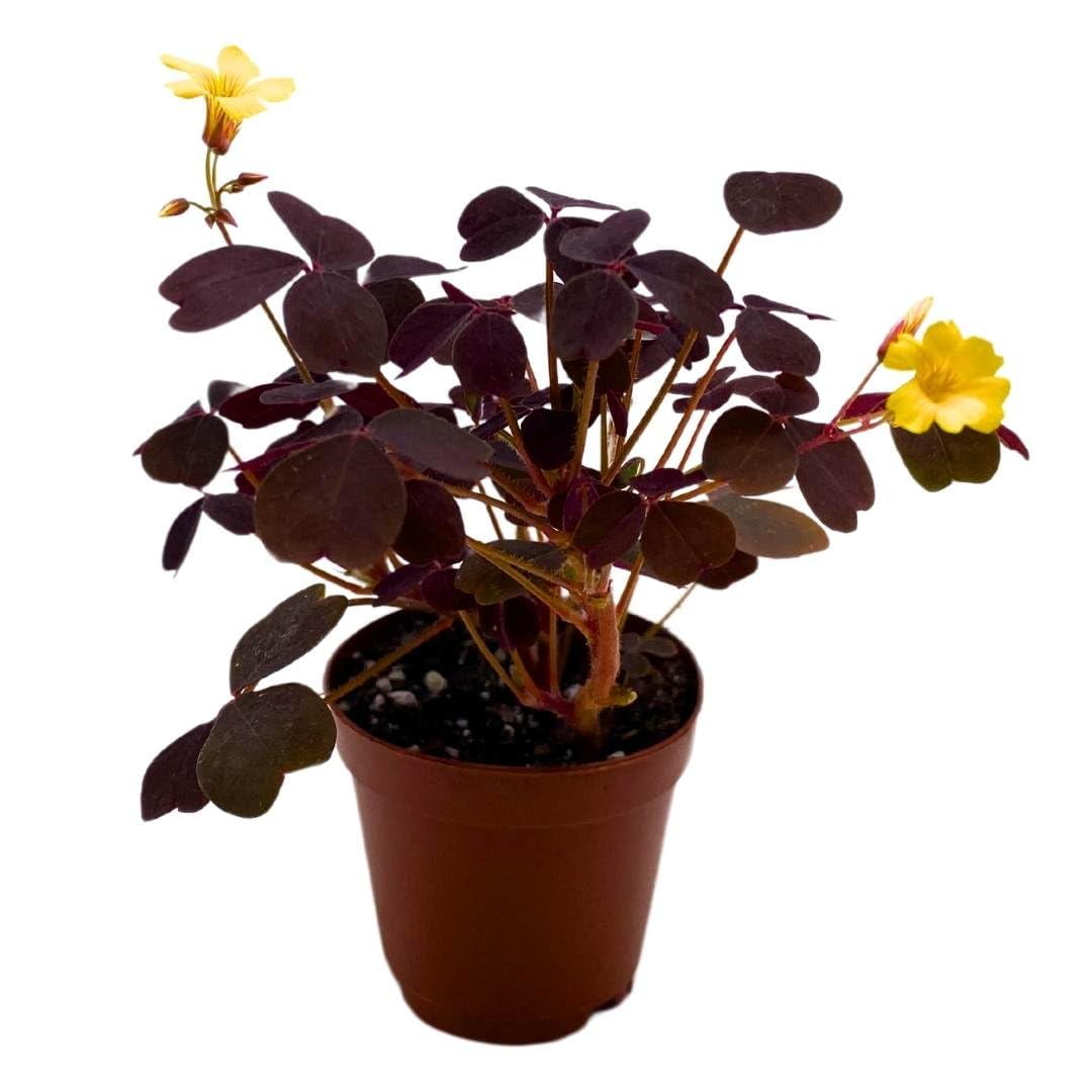 BubbleBlooms Purple Shamrock Oxalis Triangularis in a 2 inch Pot Tiny ...