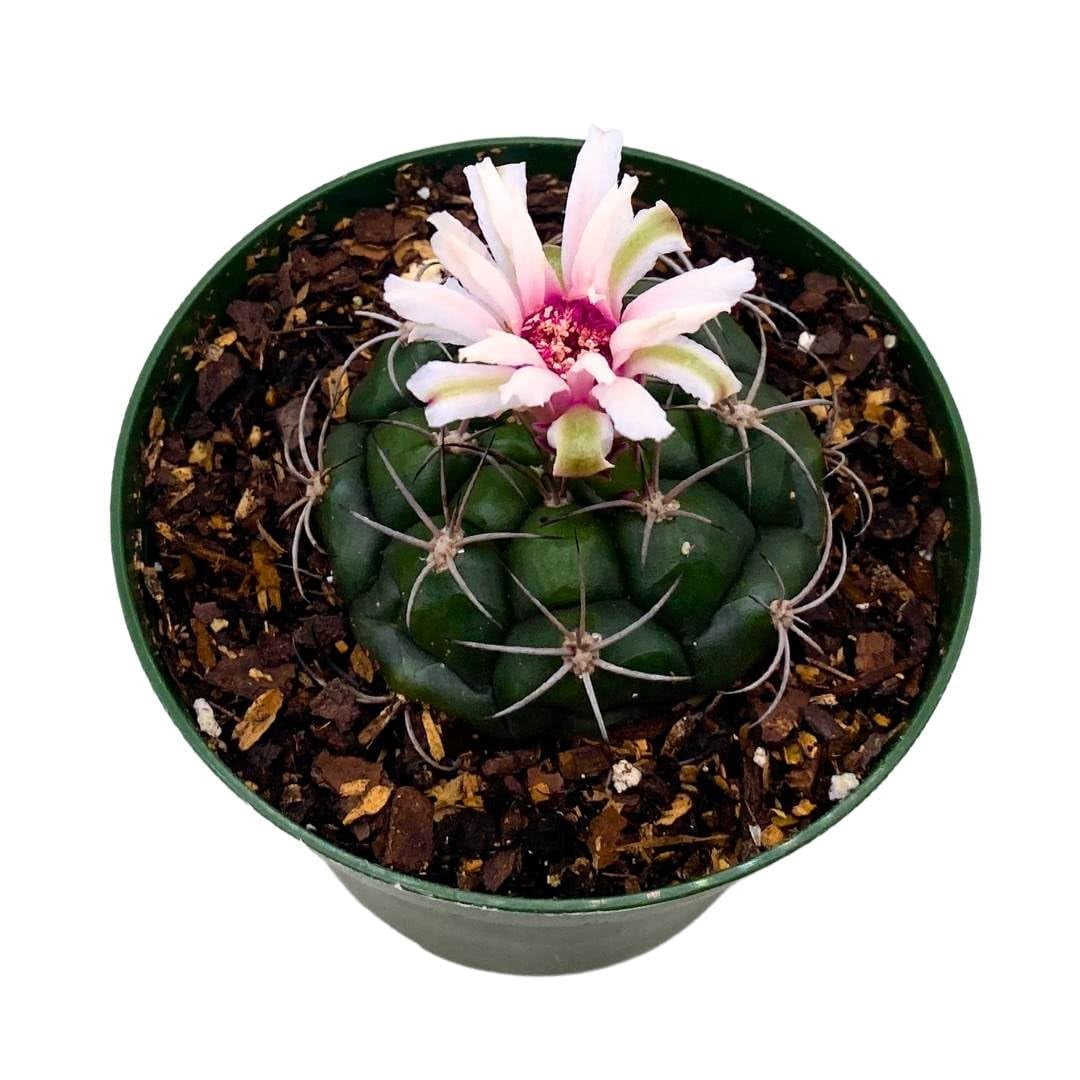BubbleBlooms Rare Gymnocalycium Moon Cactus in a 4 inch Pot - Walmart.com