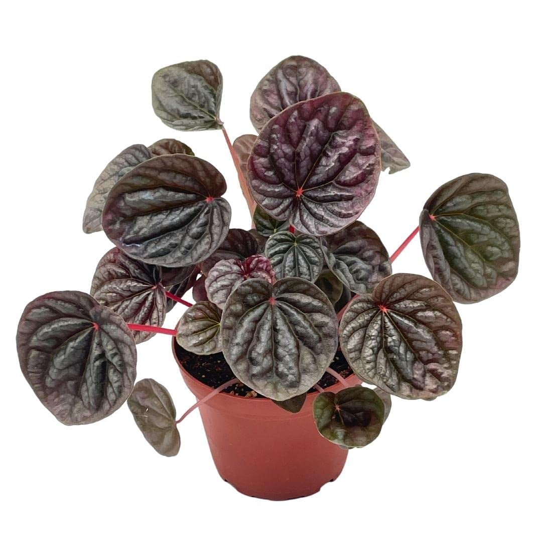 BubbleBlooms Red Emerald Ripple Peperomia, Peperomia caperata Yunck ...