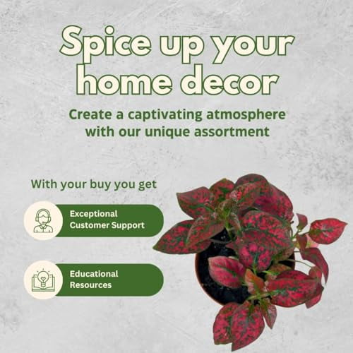 BubbleBlooms Red Hypoestes phyllostachya 2 inch Set of 3 Flamingo Polka ...