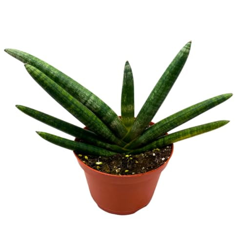 BubbleBlooms Sansevieria Boncel Starfish 6 inch Rare Snake Plant ...
