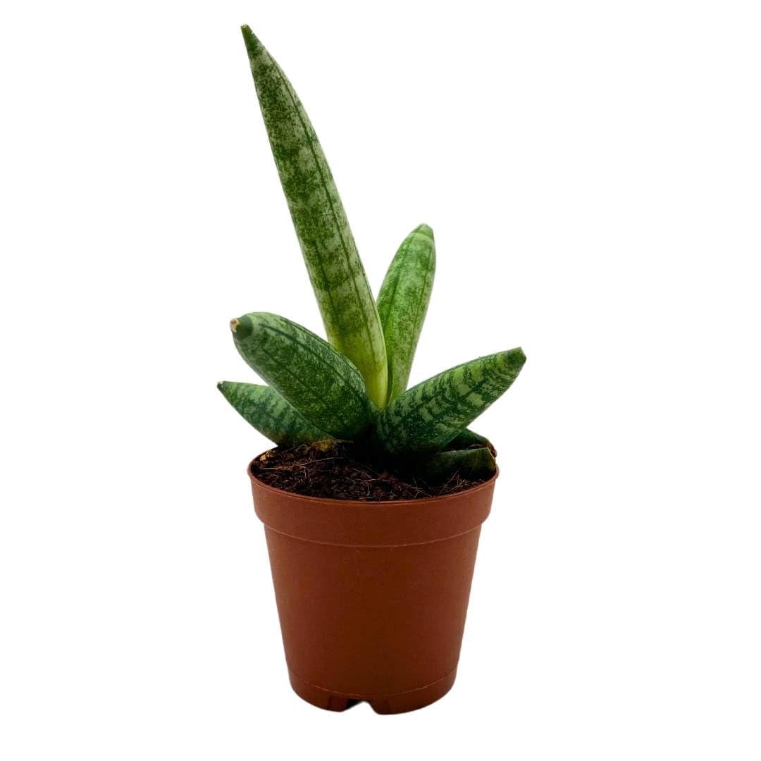 BubbleBlooms Sansevieria Starfish Boncel Cylindrica 2 inch - Walmart ...