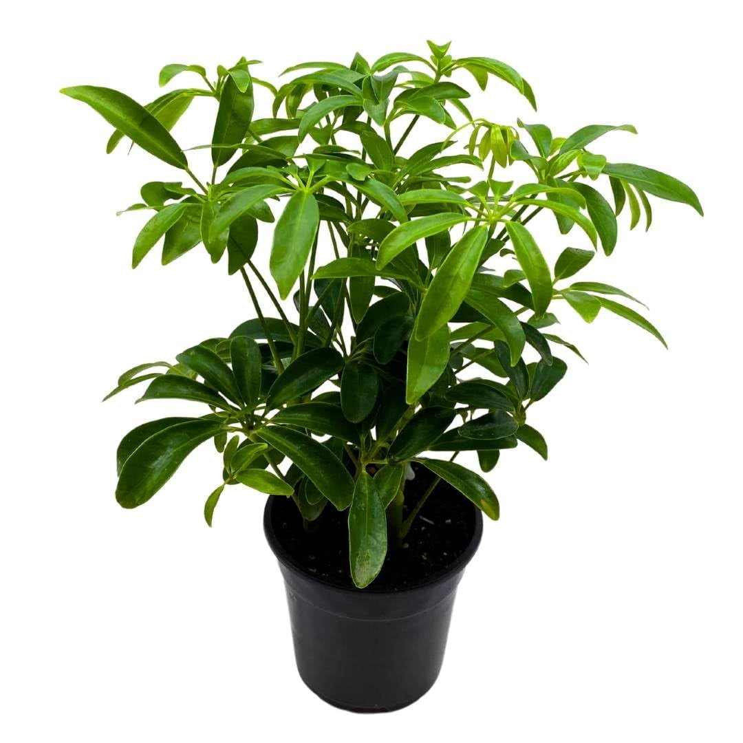 BubbleBlooms Schefflera Arboricola, 4-inch Dwarf Umbrella-Tree, Octopus ...
