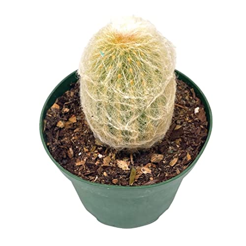 BubbleBlooms Silver Torch Cactus in a 4 inch Pot Cleistocactus strausii ...