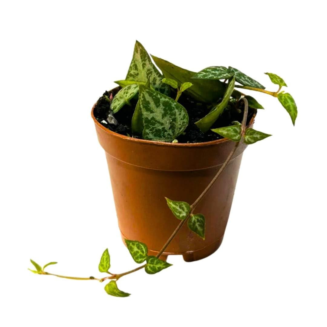 BubbleBlooms String of Spades in a 2 inch Pot Narrow Ceropegia Woodii ...