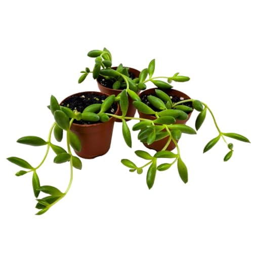 BubbleBlooms String of Tears Raindrops Bananas 2 inch Set of 3 ...