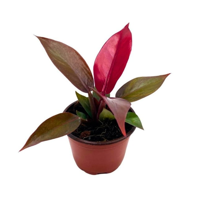 BubbleBlooms Sun Red Philodendron in a 4 inch Pot Bright Red Philo ...