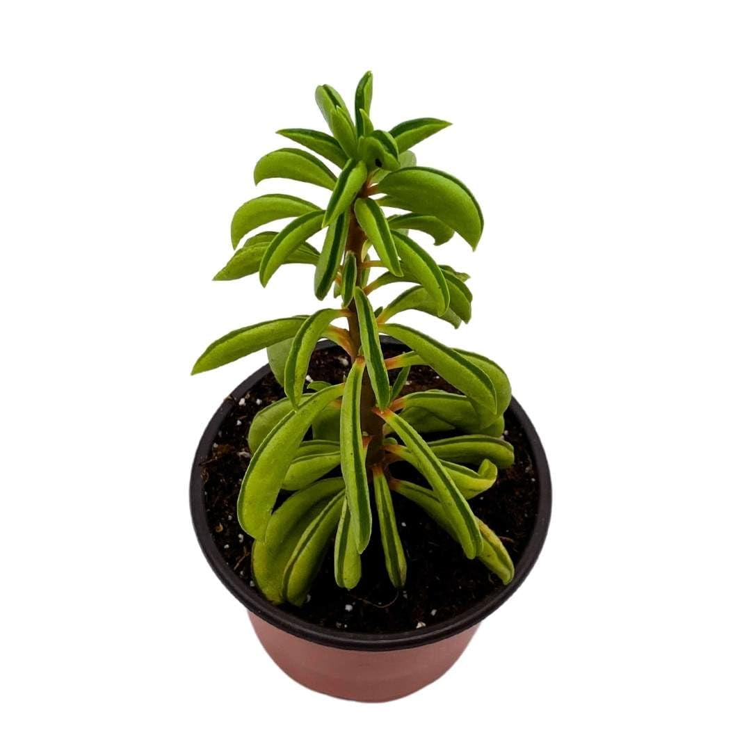 BubbleBlooms Taco Plant in a 3 inch Pot Peperomia axillaris Happy Bean ...