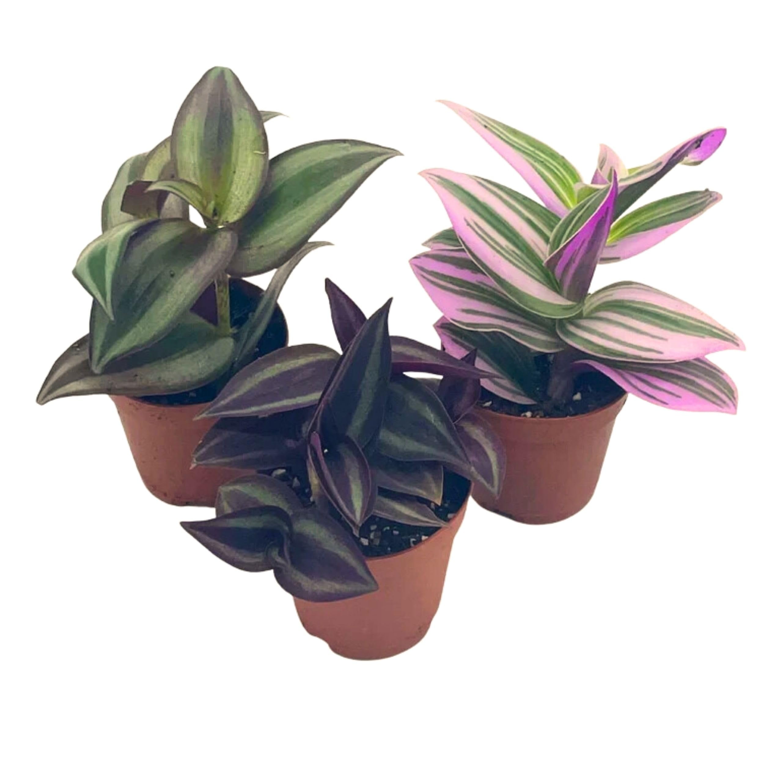 BubbleBlooms Live Houseplants, Baby Tradescantia Wandering Dude ...