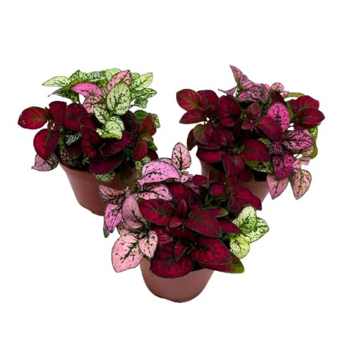 BubbleBlooms Tricolor Hypoestes phyllostachya 2 inch Set of 3 Flamingo ...
