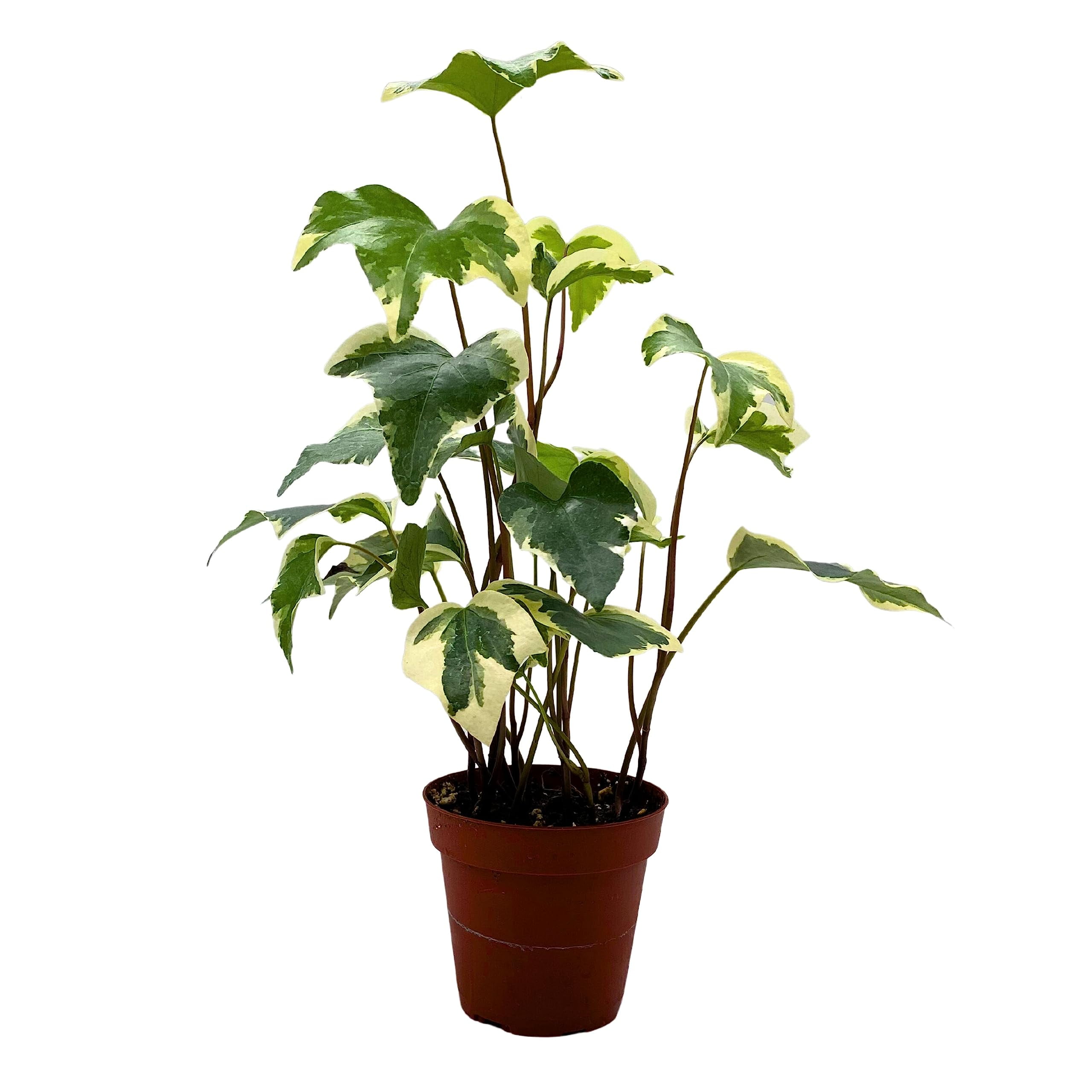 BubbleBlooms Variegated Algerian Ivy, Hedera Algeriensis, 4-inch Canary ...