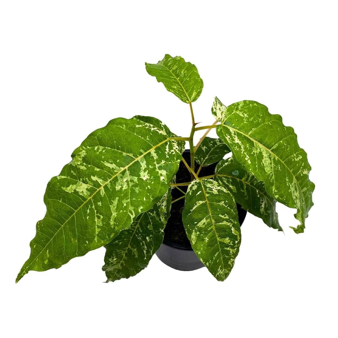 BubbleBlooms Variegated Clown Fig Ficus aspera parcelli in a 4 inch Pot ...