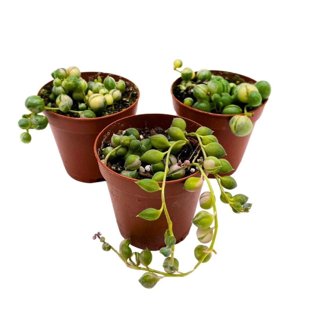 BubbleBlooms Variegated String of Pearls Set of 3 in 2 inch pots Tiny ...