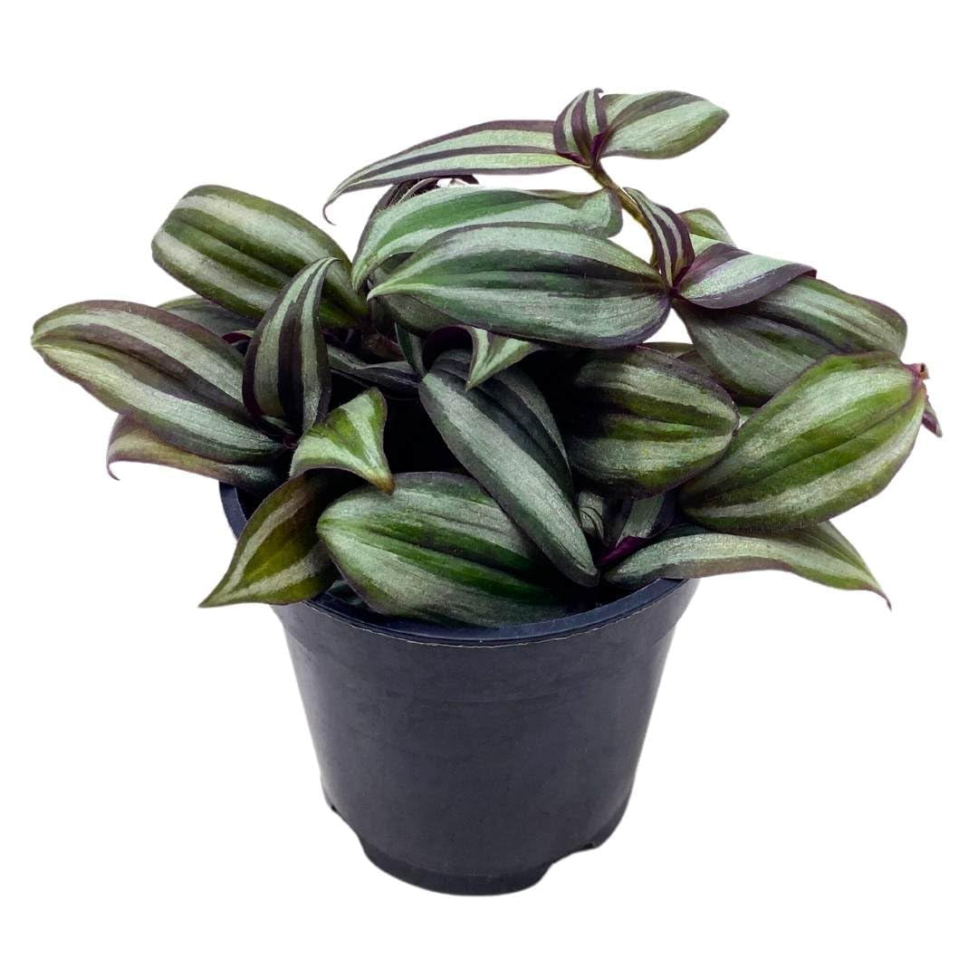 BubbleBlooms Wandering Dude Tradescantia Zebrina in a 4 inch Pot ...