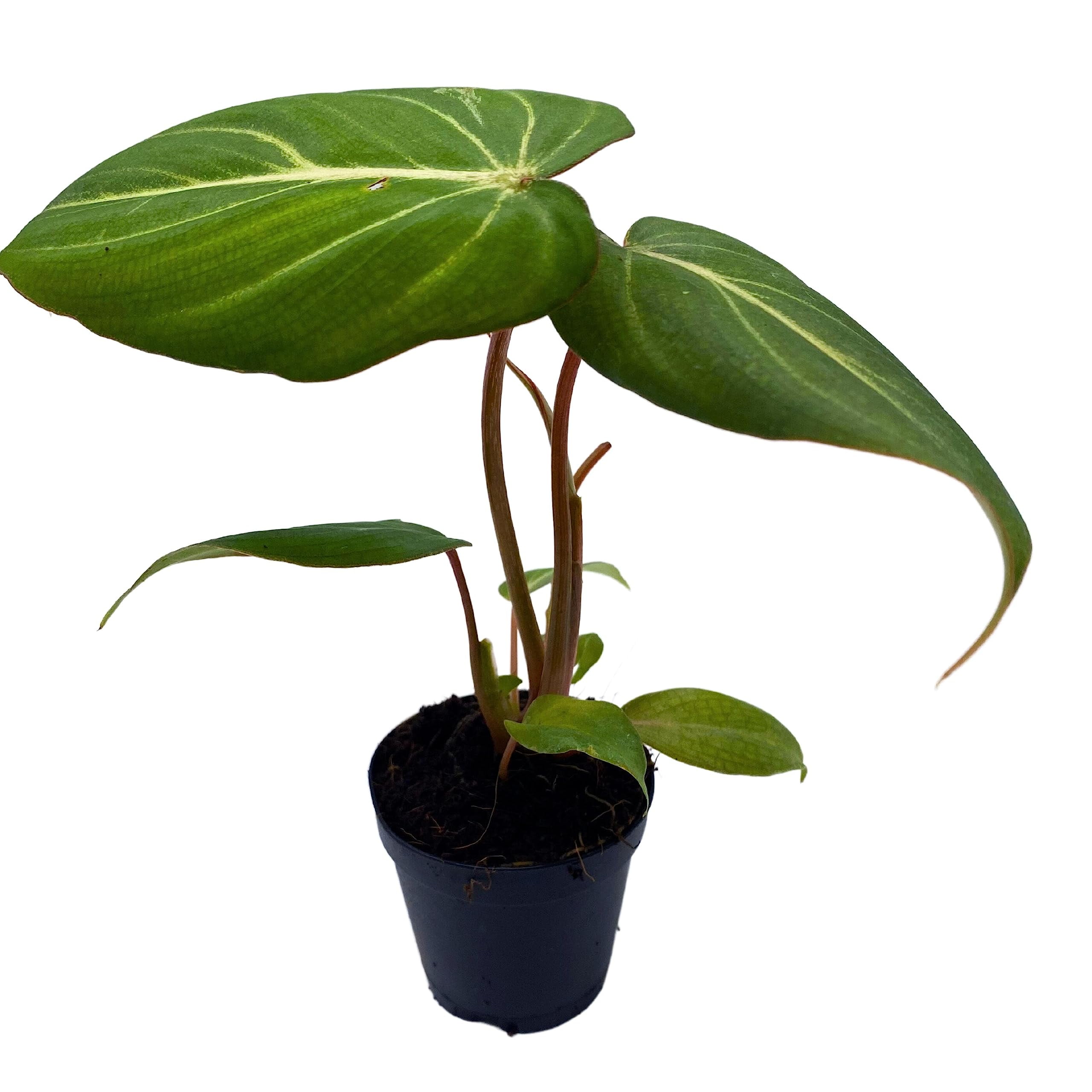 Bubbleblooms Live Houseplants: Philodendron Gloriosum Velvet Creeper ...