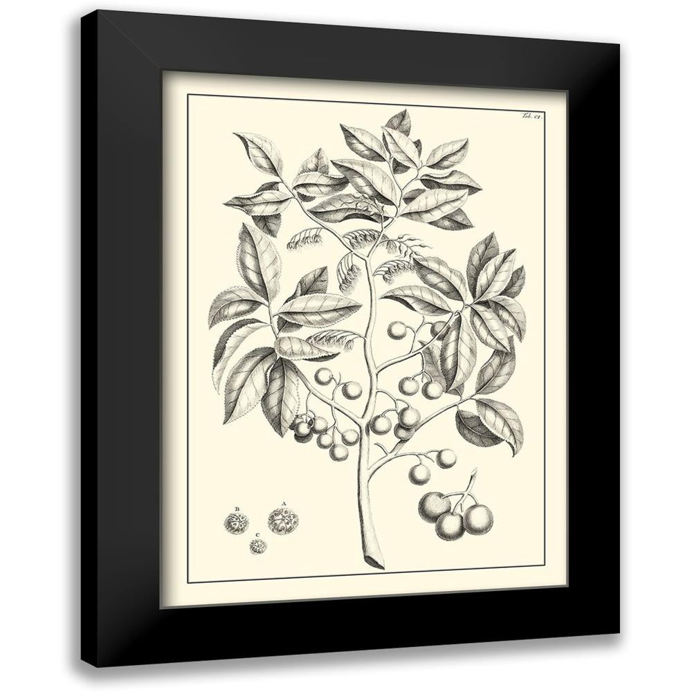 Buchoz, Pierre Josep 11x14 Black Modern Framed Museum Art Print Titled ...