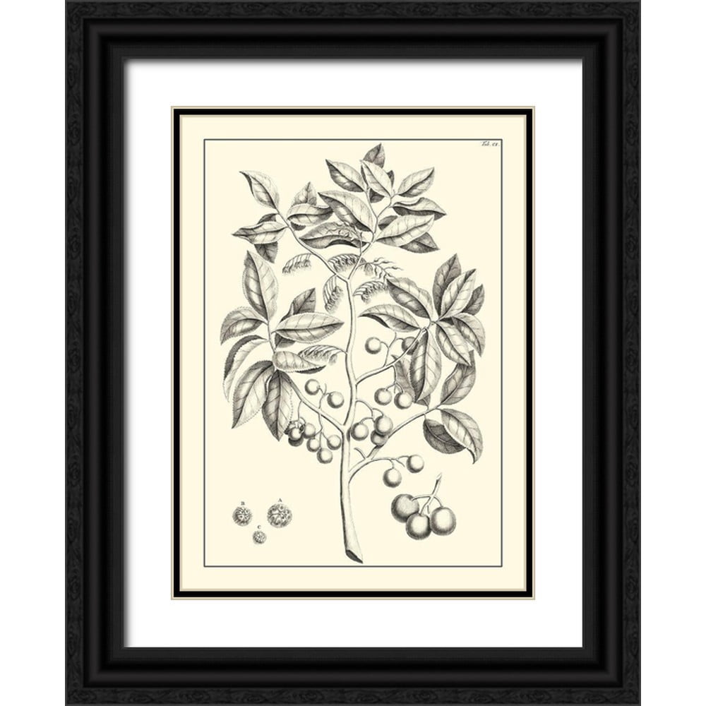 Buchoz, Pierre Josep 14x18 Black Ornate Wood Framed with Double Matting ...