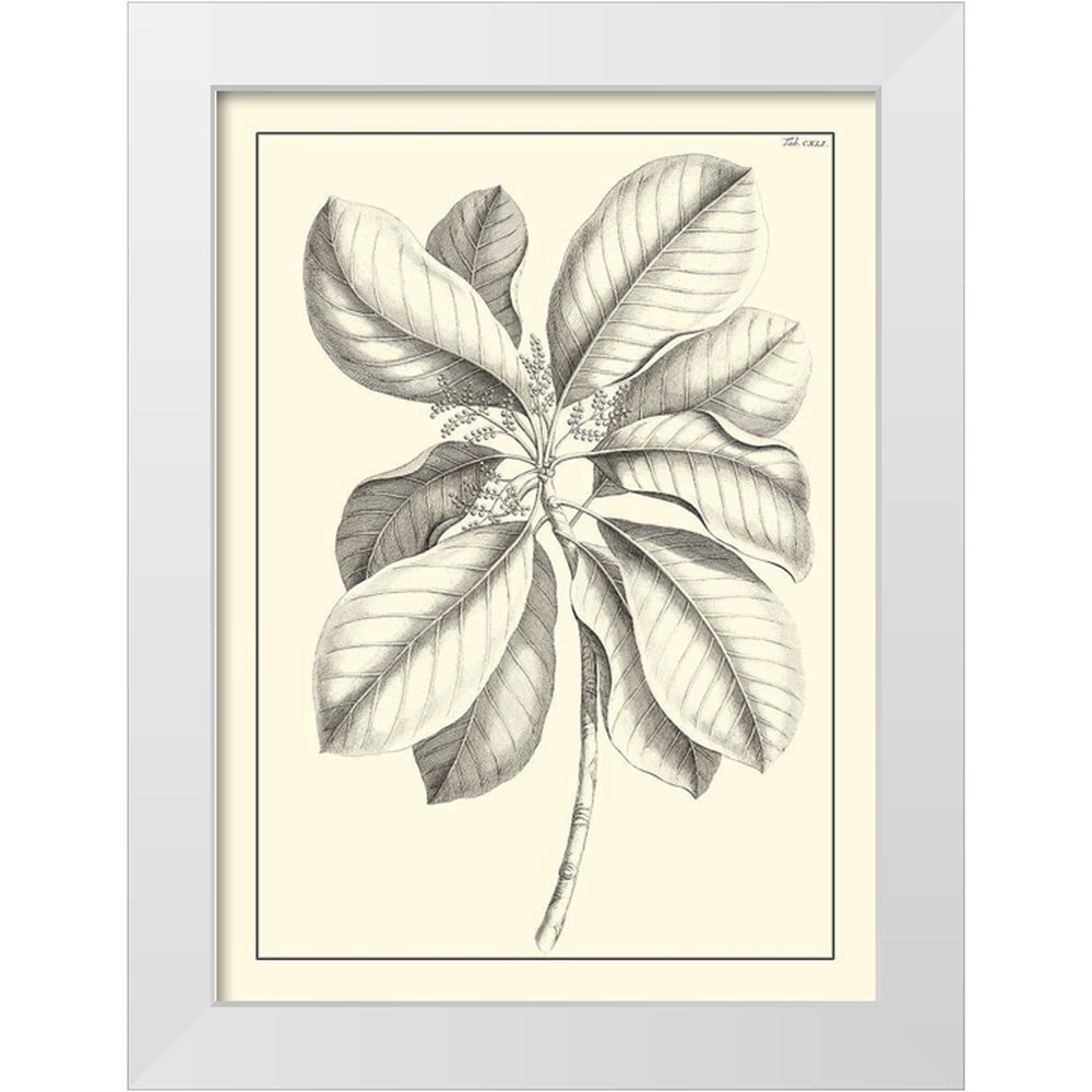 Buchoz, Pierre Josep 24x32 White Modern Wood Framed Museum Art Print ...