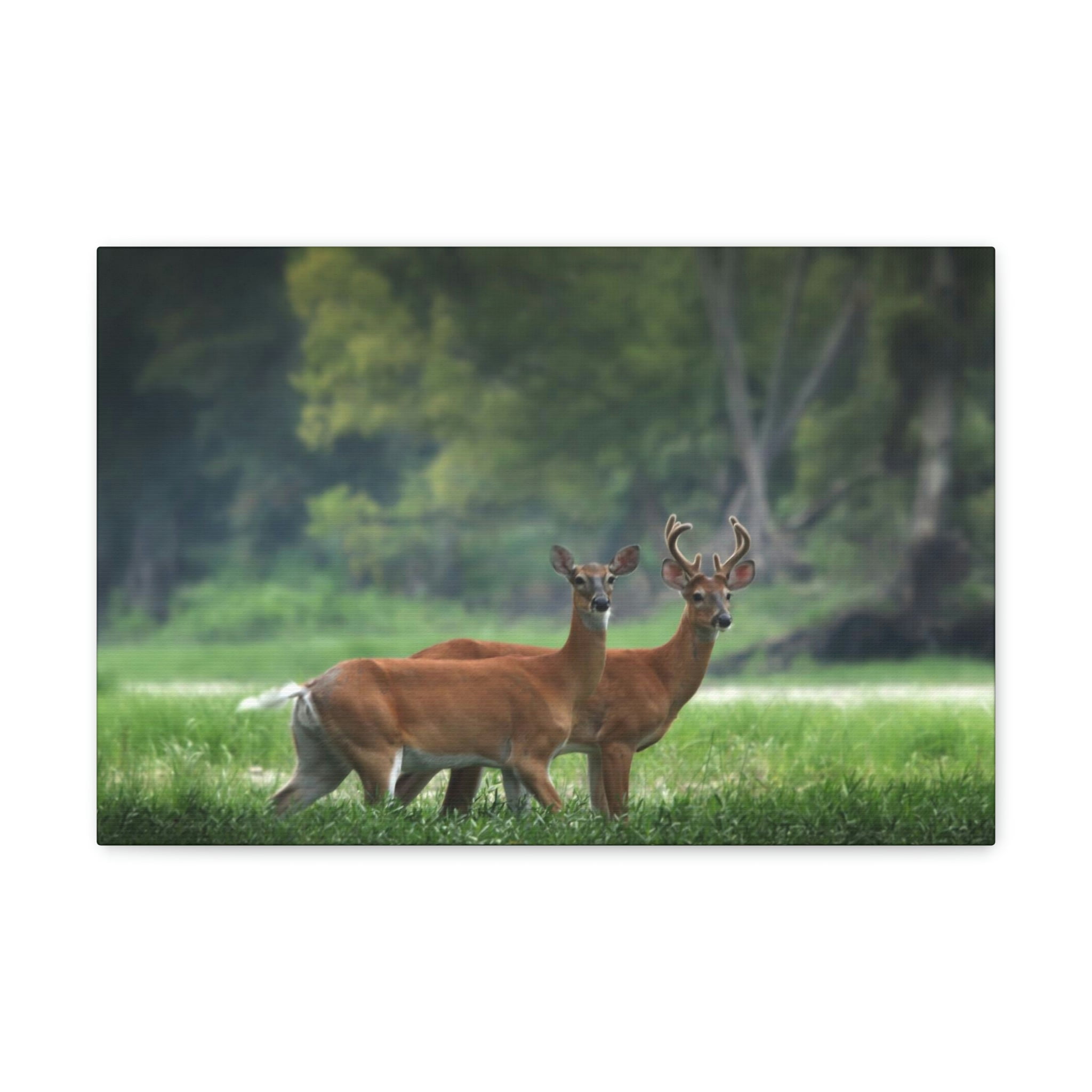 Buck Couple Buck Troop Print Animal Wall Art Wildlife Canvas Prints ...