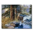Buck Deer Big Antler Rack W Doe Standing In Water Wall Picture Art Home ...
