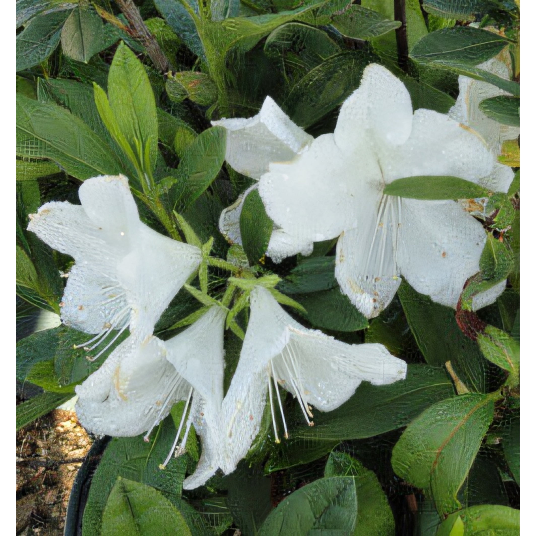 Buck Jones Nursery - Azalea So Indica, Mrs Gg Gerbing (Multiple Sizes ...