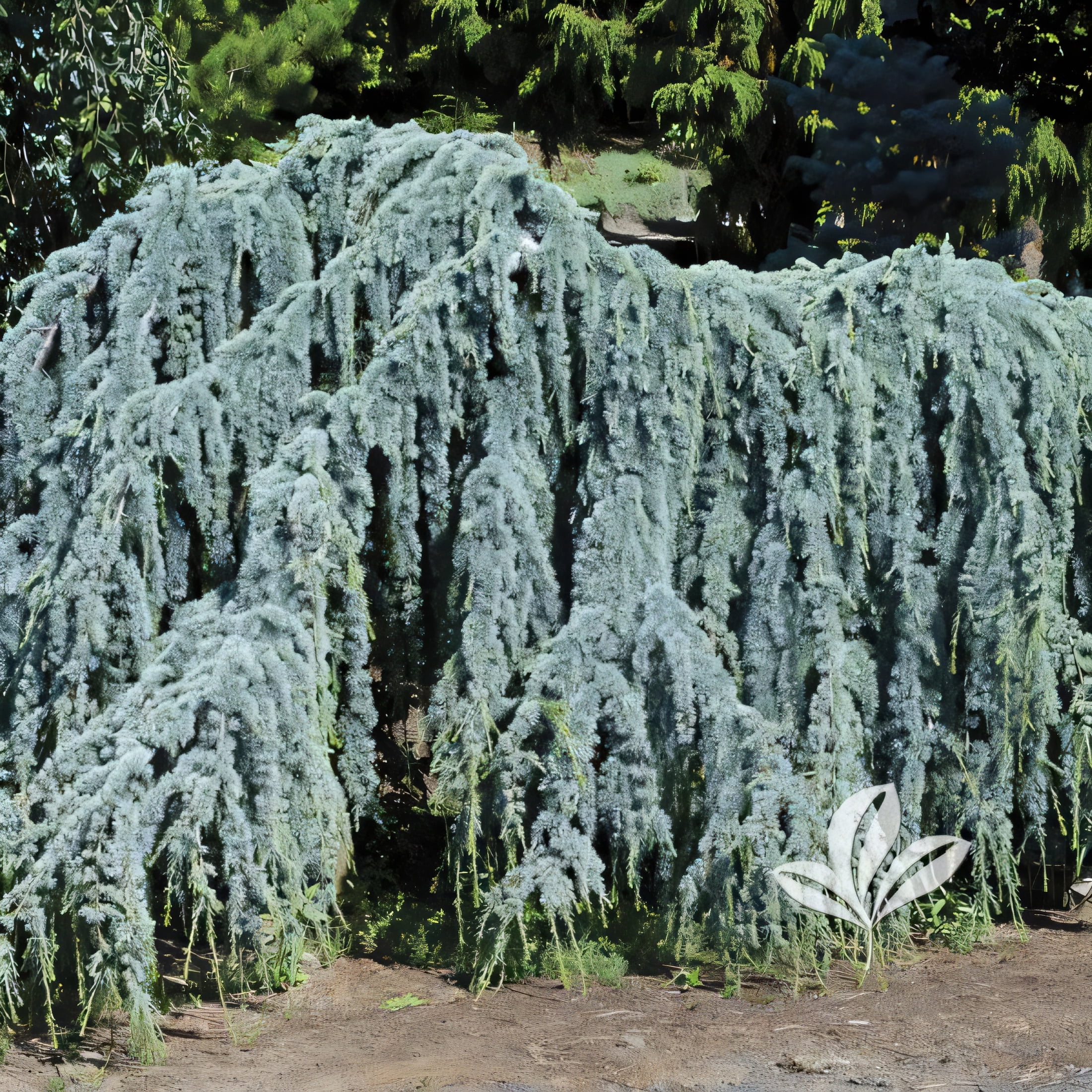 Buck Jones Nursery - Cedar, Weeping Blue Atlas (Multiple Sizes) - 30g ...
