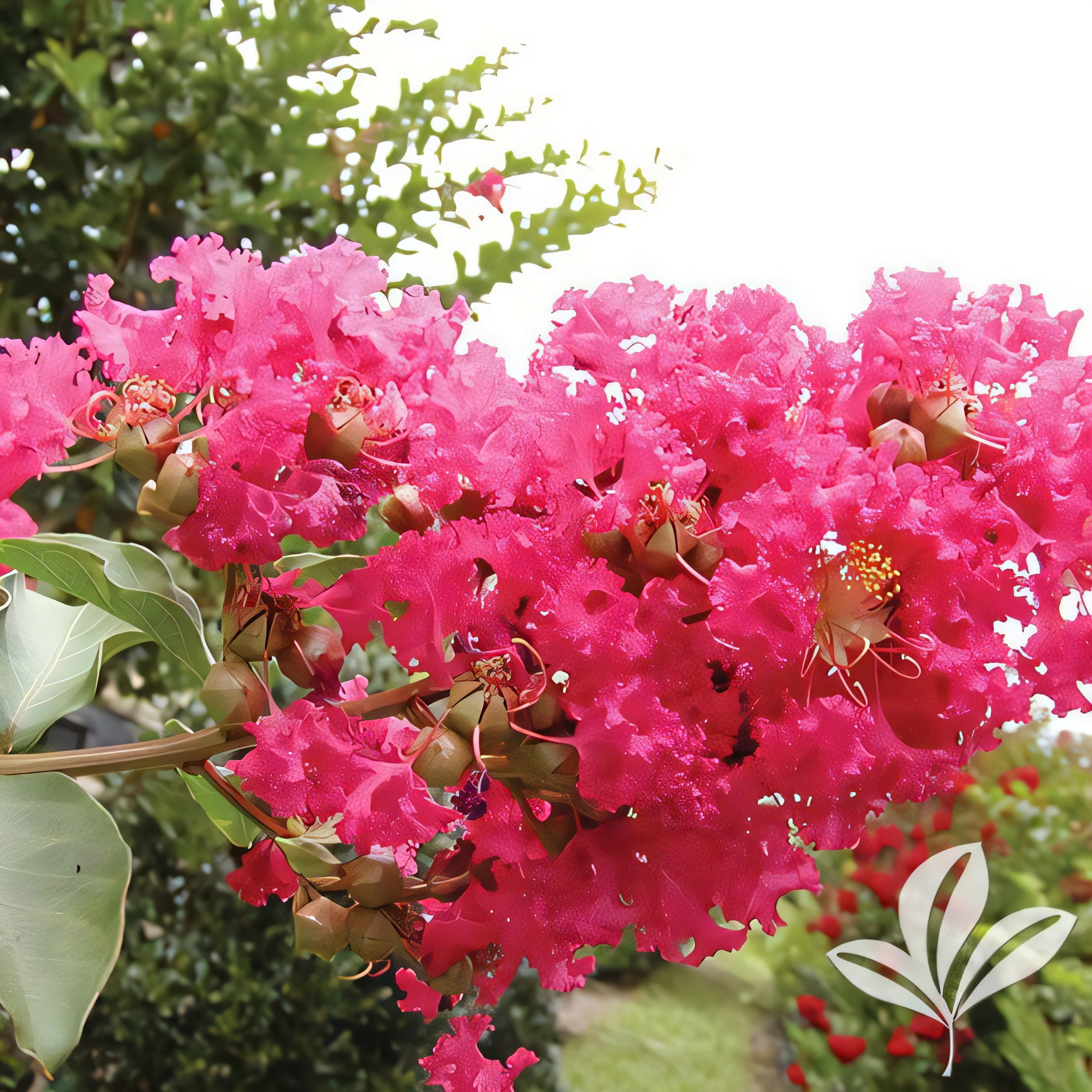 Buck Jones Nursery - Crape Myrtle, 'Tuscarora' (Multiple Sizes) - 15g ...