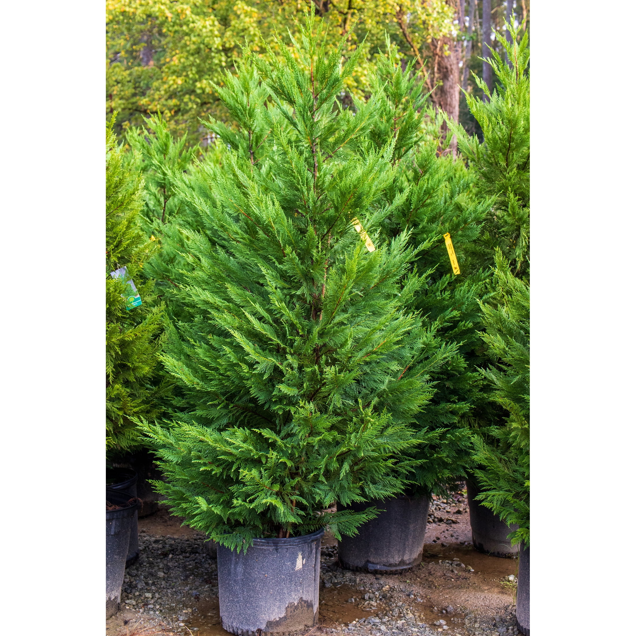 Buck Jones Nursery - Cypress, Leyland (Multiple Sizes) - 15g - Walmart.com