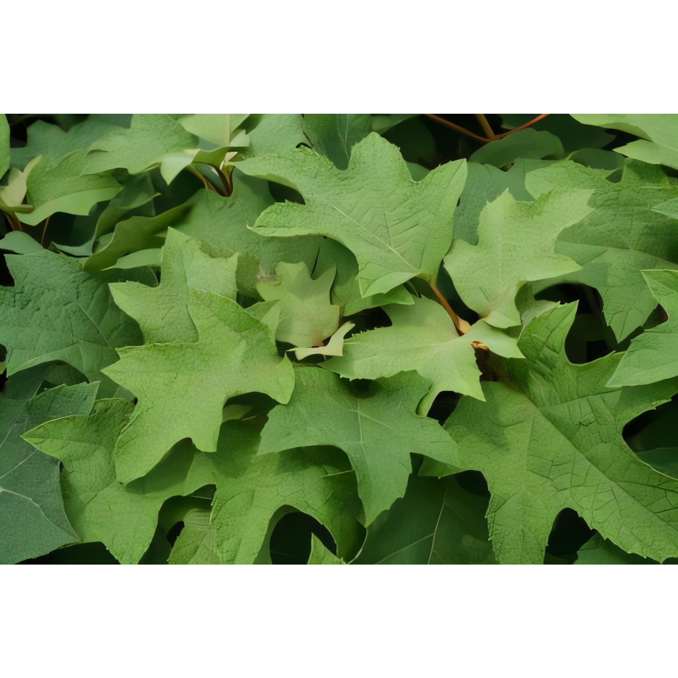 Buck Jones Nursery - Hydrangea, 'Pee Wee' 3g - Walmart.com