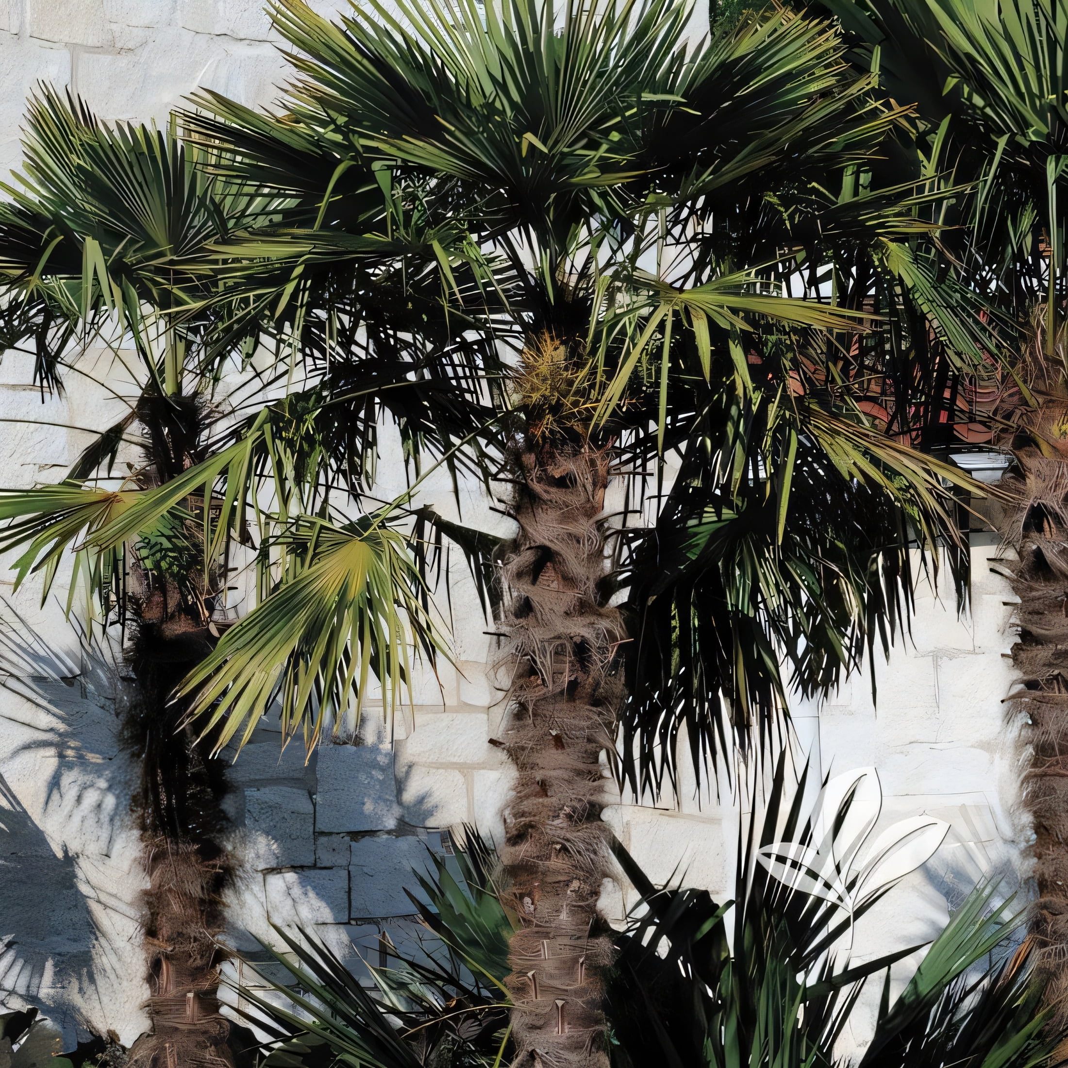 Buck Jones Nursery - Palm, Windmill (Multiple Sizes) - 7g - Walmart.com