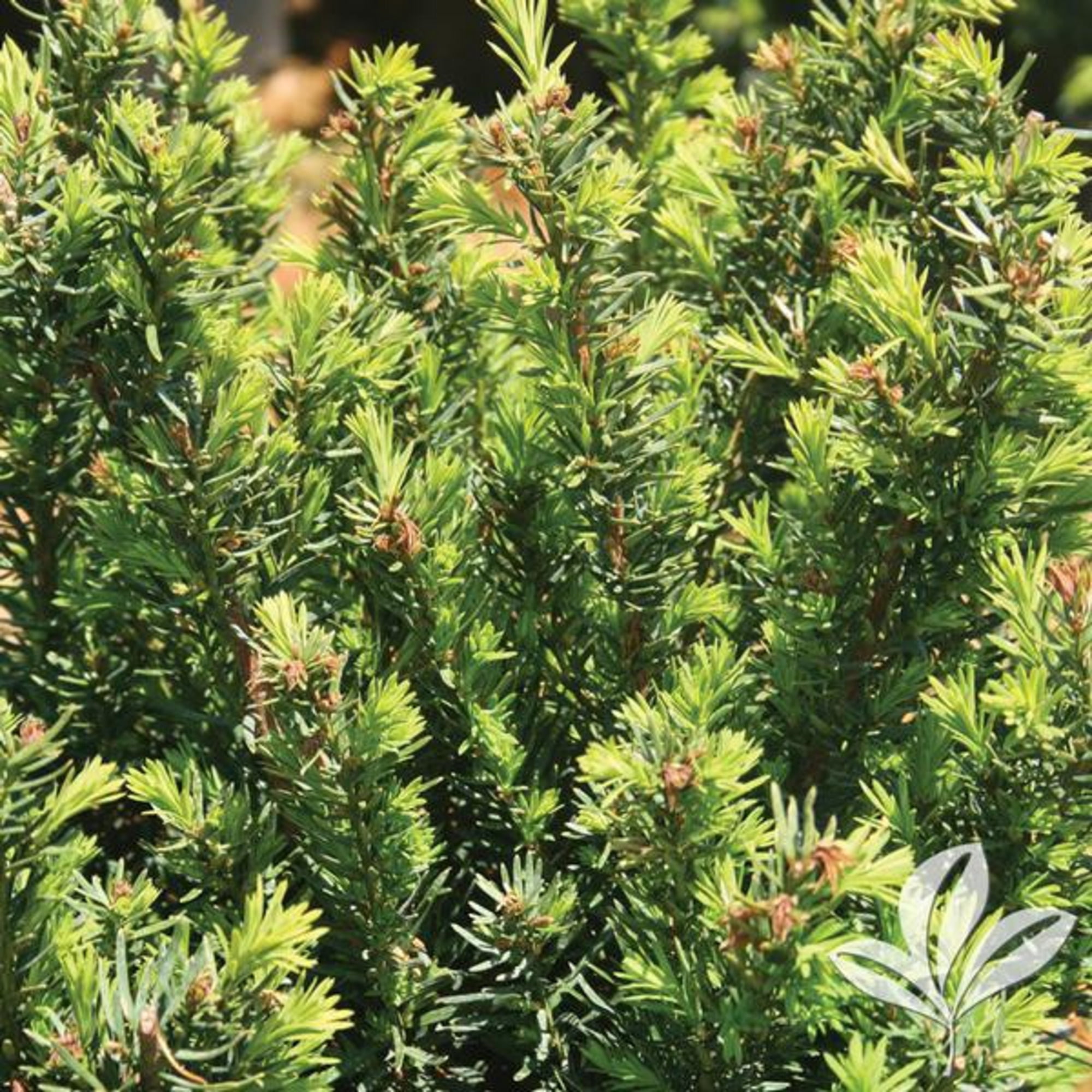 Buck Jones Nursery Taxus, Media Dense Spreading Yew 3G - Walmart ...