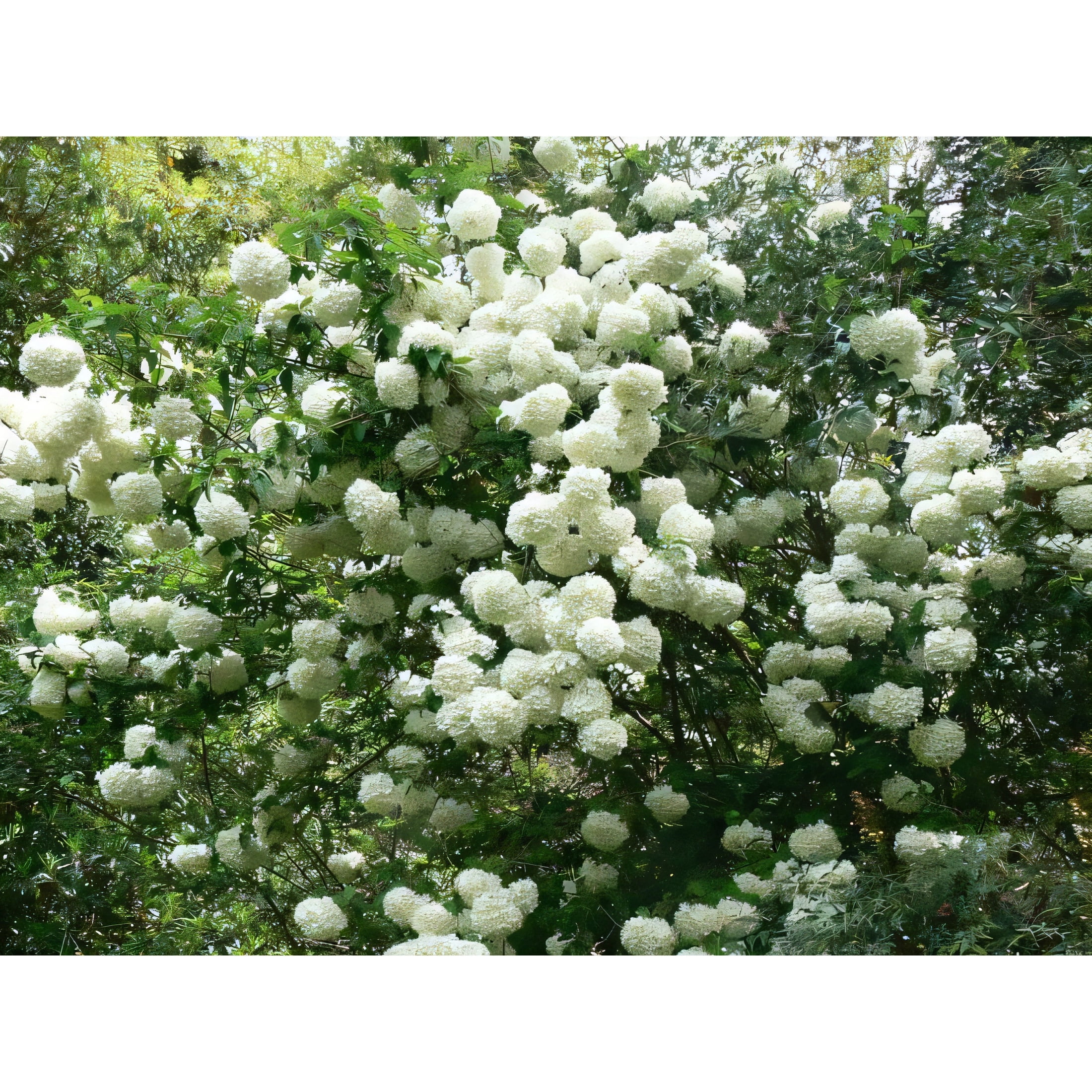 Buck Jones Nursery - Viburnum, Chinese Snowball (Multiple Sizes) - 3g ...