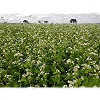 Buckwheat Seeds Bulk Forage Food Plot Unhulled Cover Crop Whitetail ...
