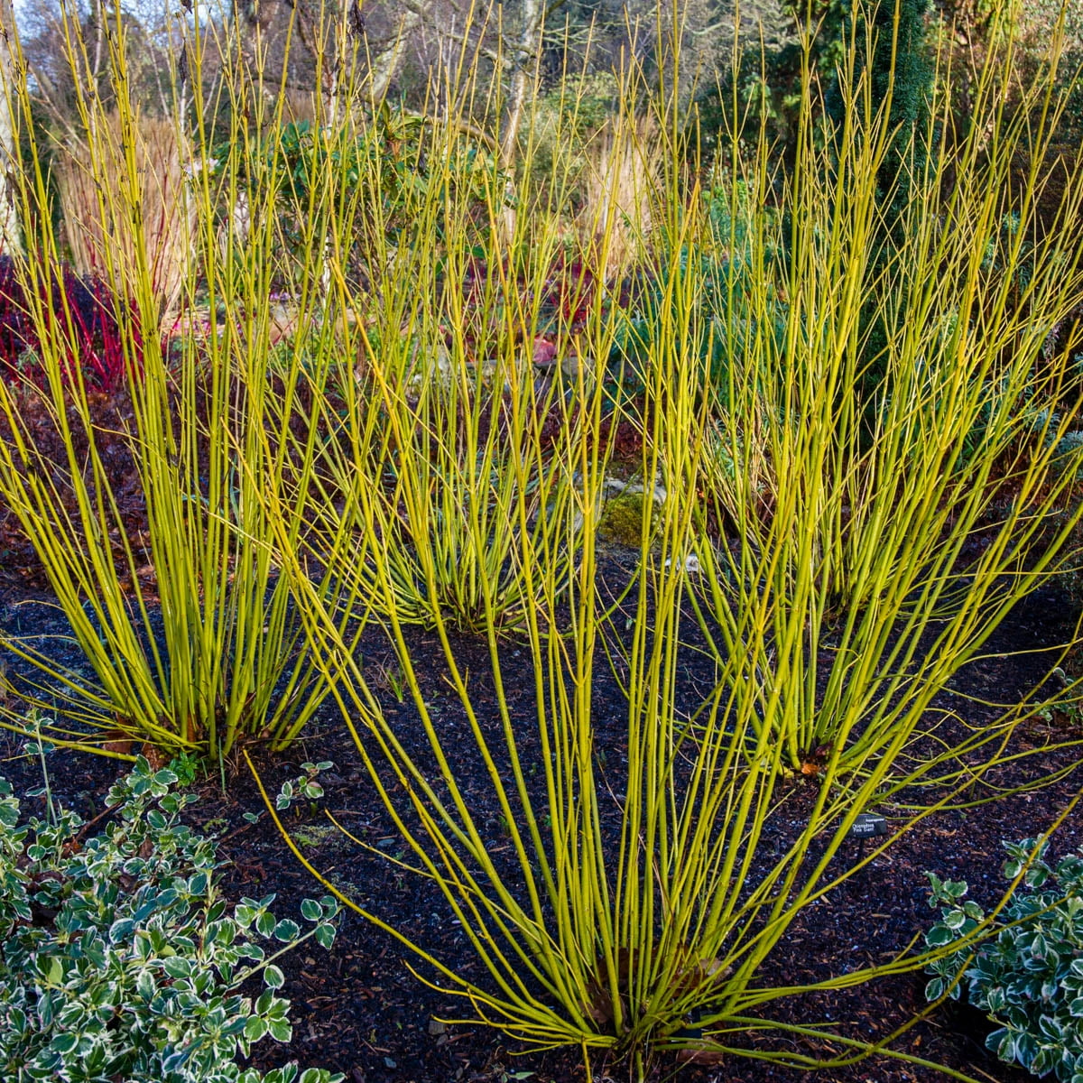 Budd's Yellow Twig Dogwood Starter Hedge Kit Dormant Bare Root Starter ...