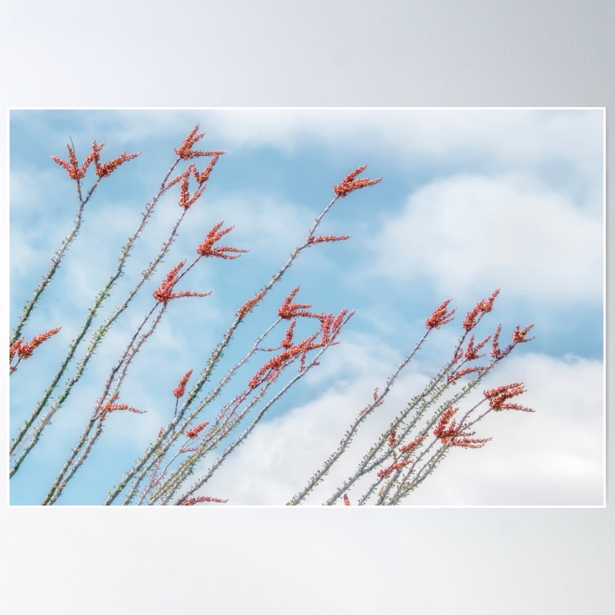 Budding Ocotillo By Murray Bolesta! Poster Wall Art, Modern Wall Decor ...