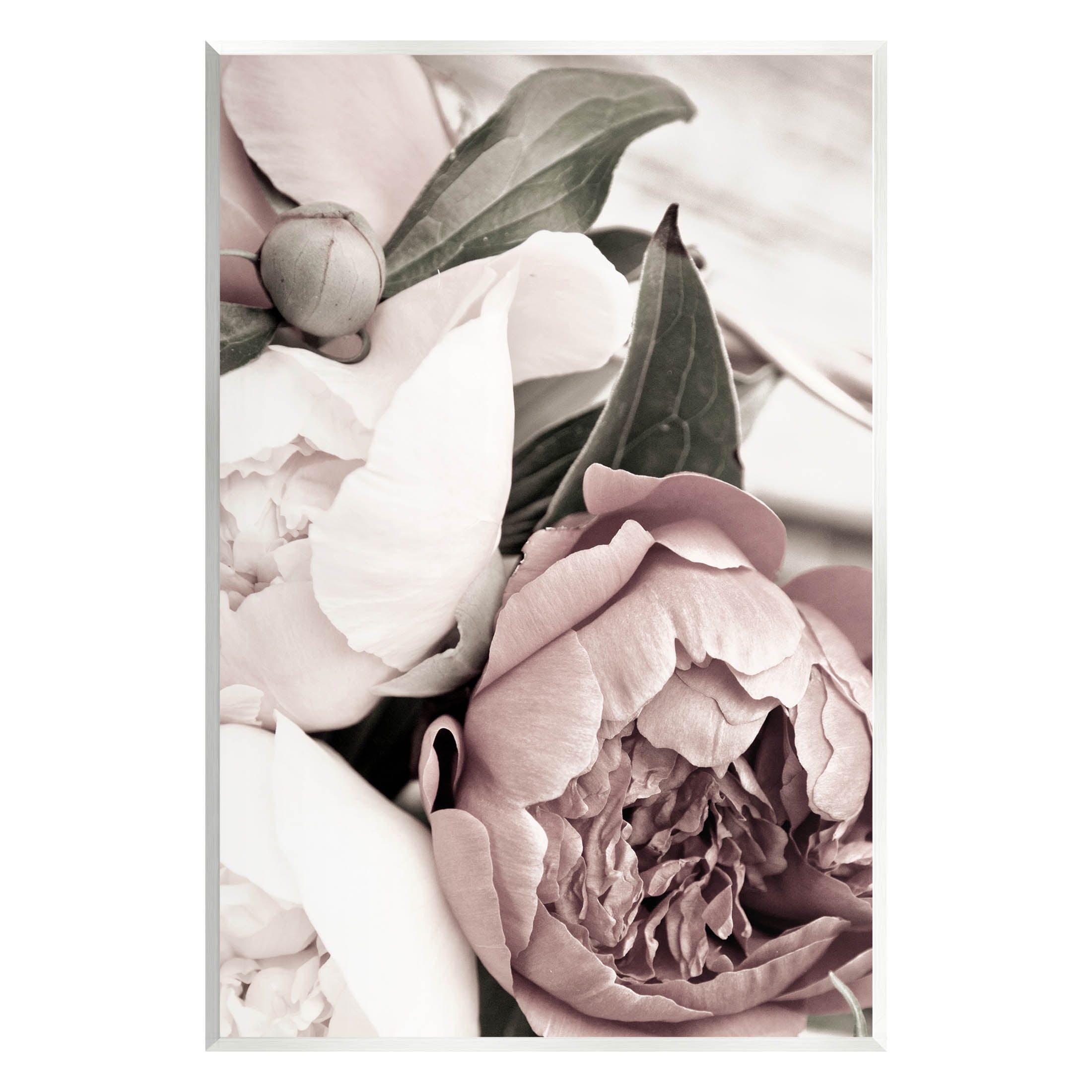 Budding Peony Petals Close Up Botanical & Floral Photograph Unframed ...