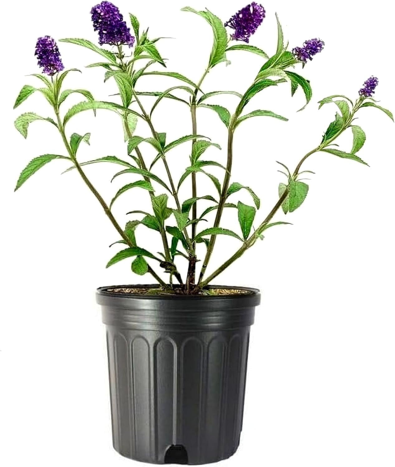 Buddleia Black Knight | 2 Live Gallon Size Plants | Fragrant Butterfly ...