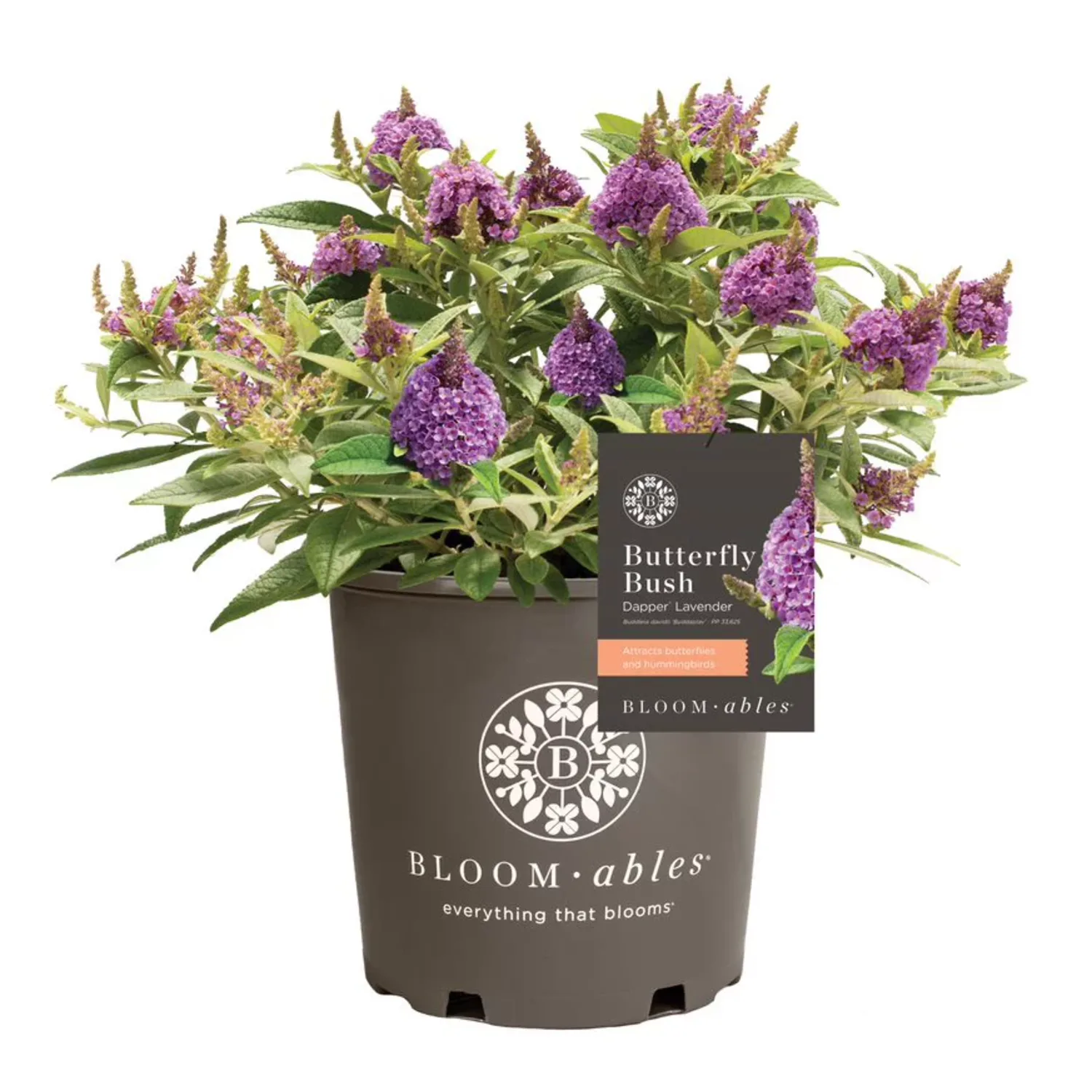 Buddleia Dapper™ Lavender PPAF Purple Full Sun Compact Shrub - Walmart.com